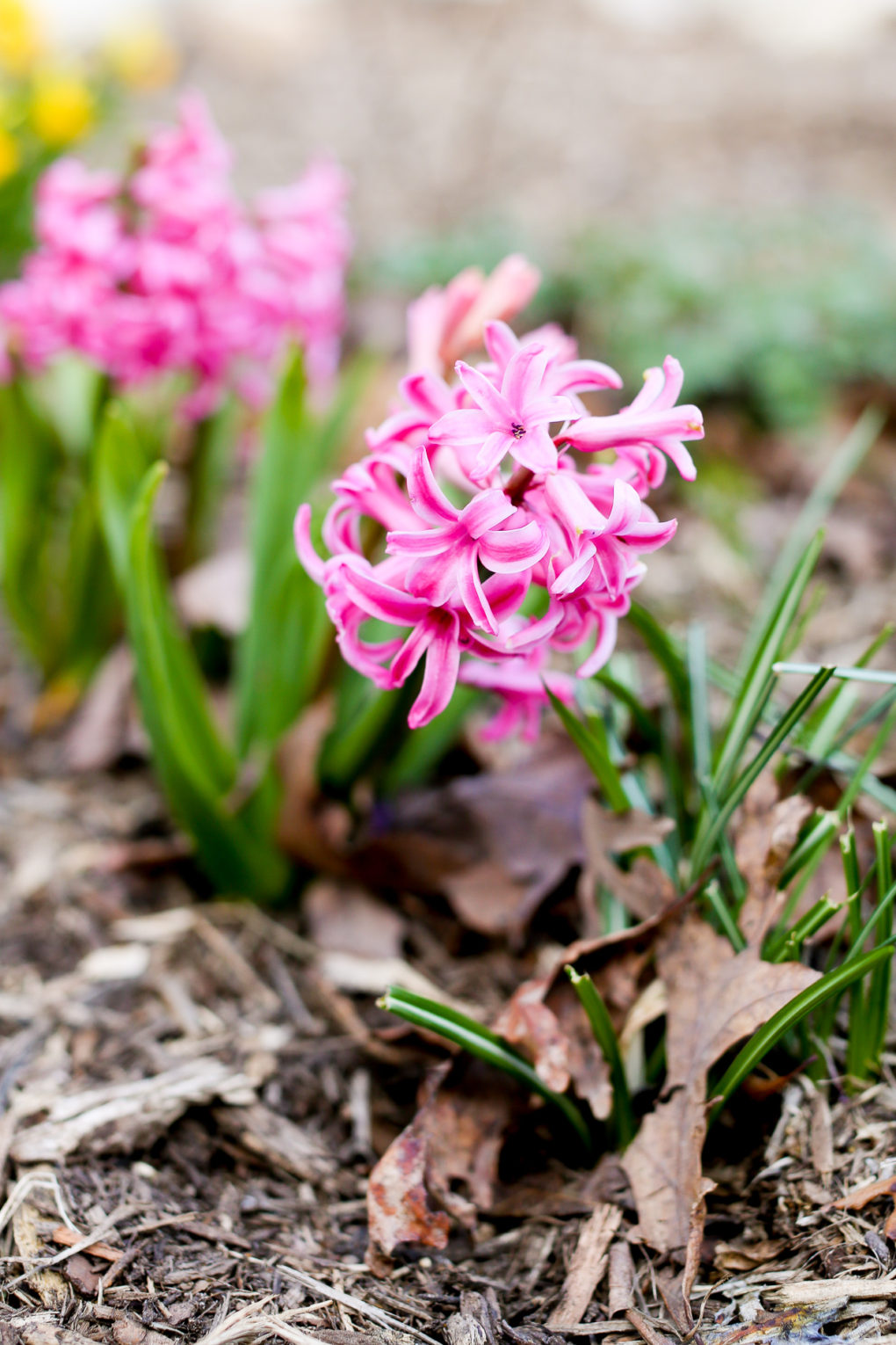 Larkin Family Spring Festival