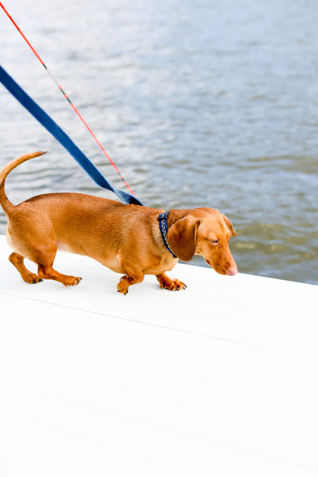 Larkin Family Spring Festival