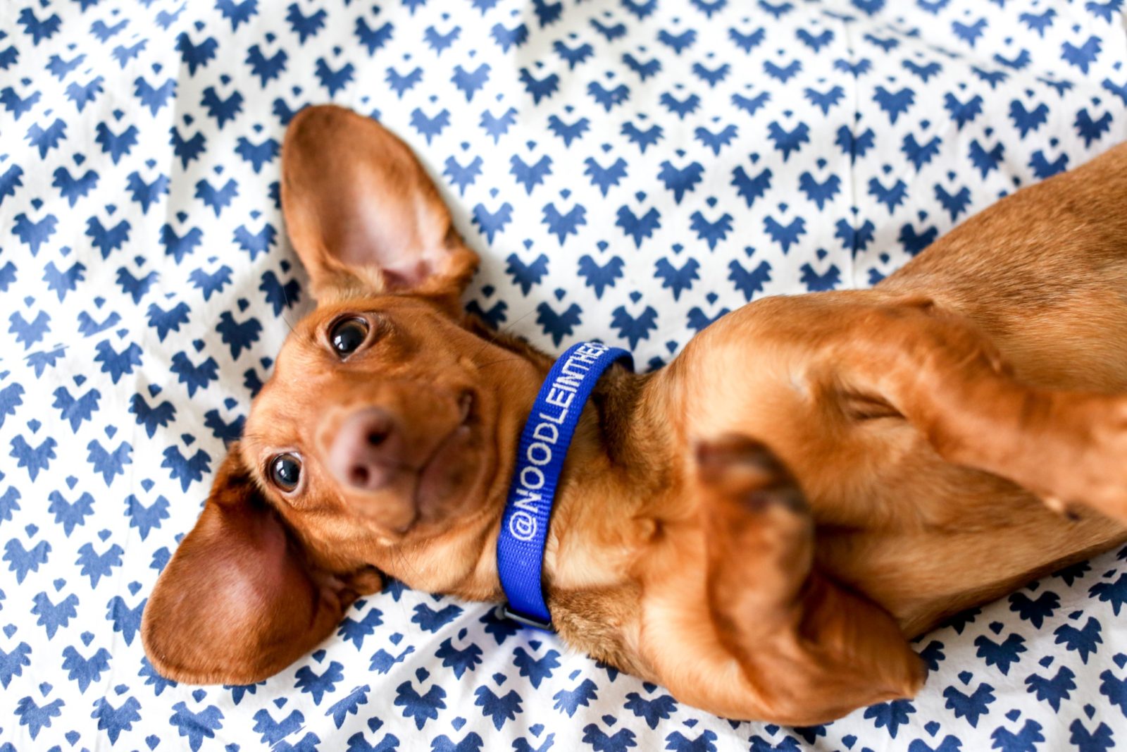 10 Things You Don't Know About Noodle