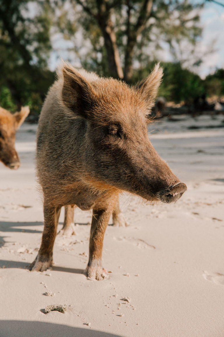 Swimming with Pigs in the Bahamas