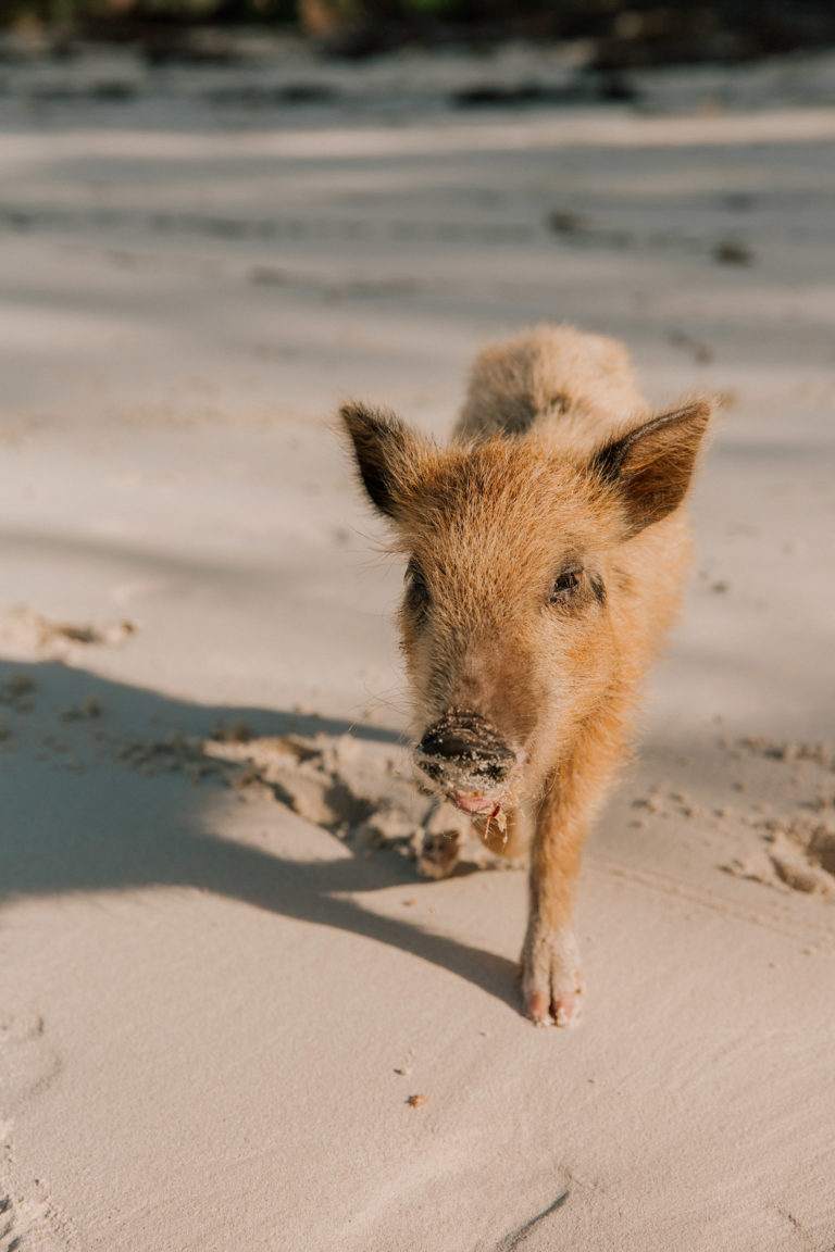 Swimming with Pigs in the Bahamas