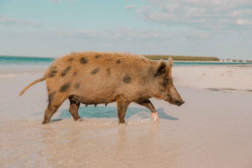 Swimming with Pigs in the Bahamas
