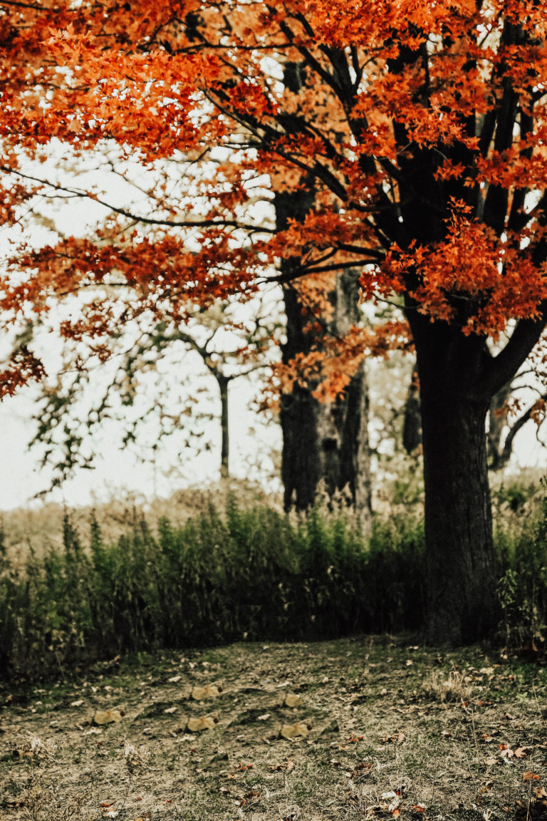 My fave Chicago Spots with Most Stunning Fall Foliage Views