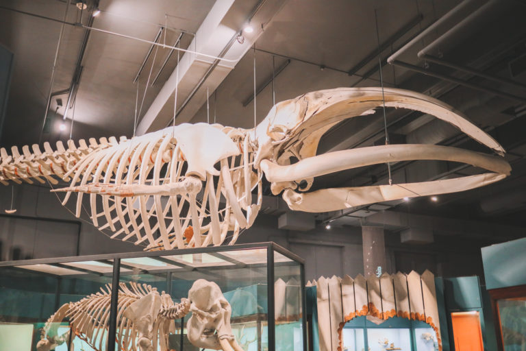 Visiting the Field Museum in Chicago