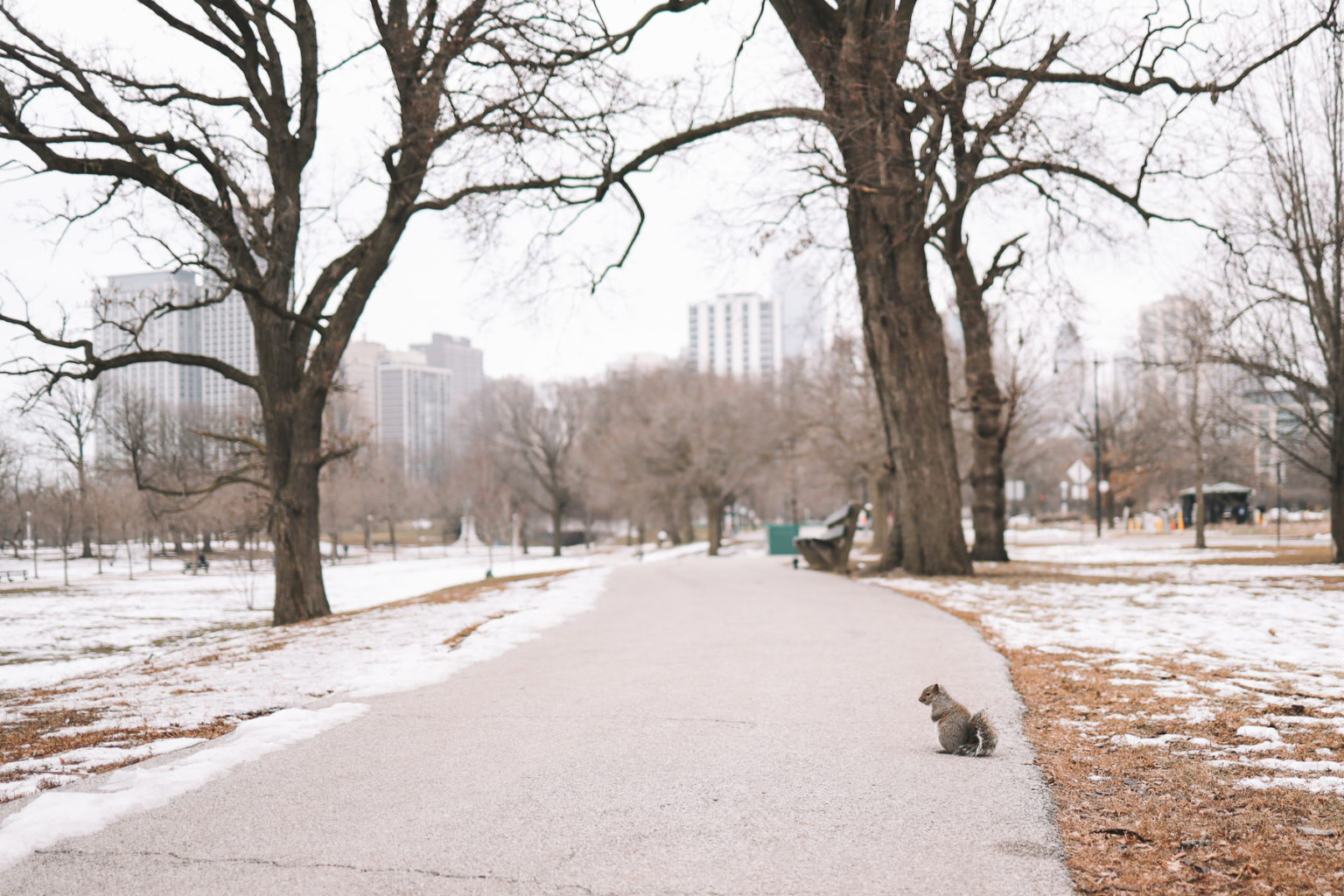 A Walk Through Lincoln Park Vol.3 | Kelly in the City